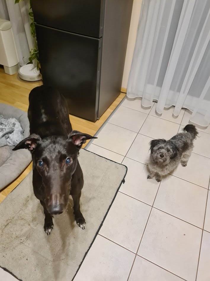 Kisállat felügyelet | Street Wolves